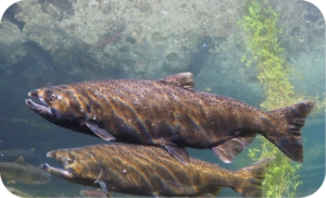 Kids Fishing Programs & Outdoor Gear Recycling | Catch and Release ...